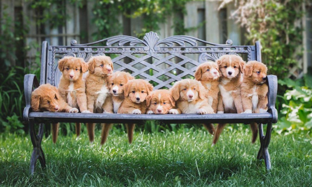 Red Shadow Kennels: CKC Reg'd Nova Scotia Duck Tolling Retrievers