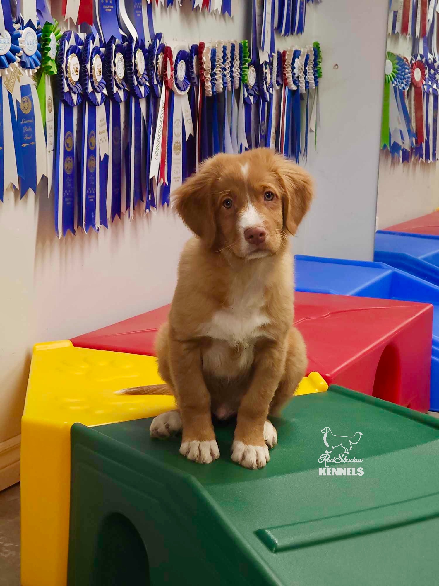 Available Puppies - Red Shadow Kennels