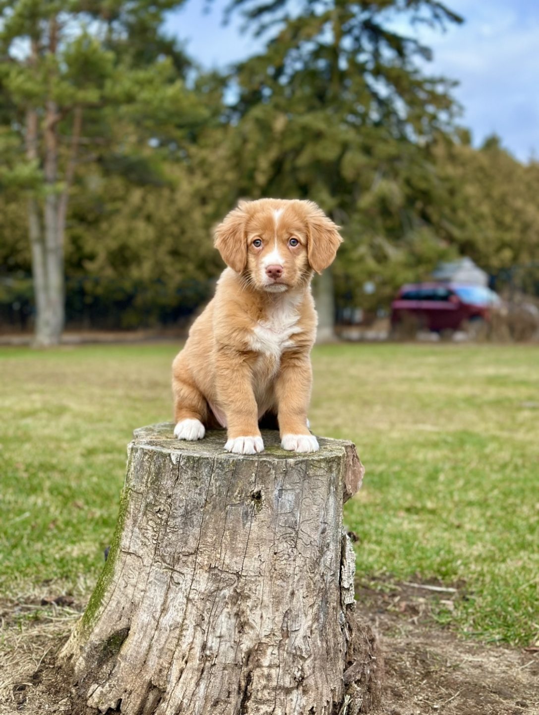Available Puppies - Red Shadow Kennels