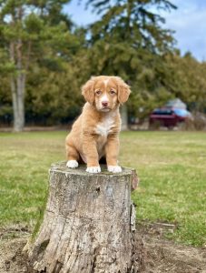 Available Puppies - Red Shadow Kennels