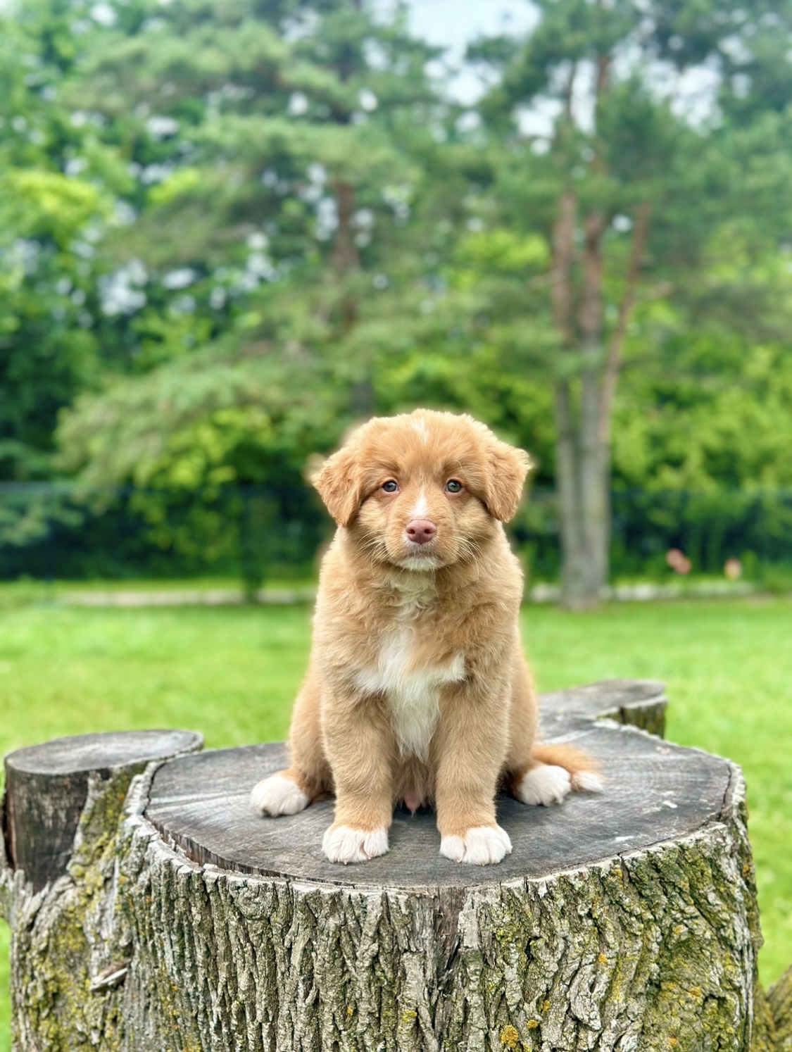 Available Puppies - Red Shadow Kennels