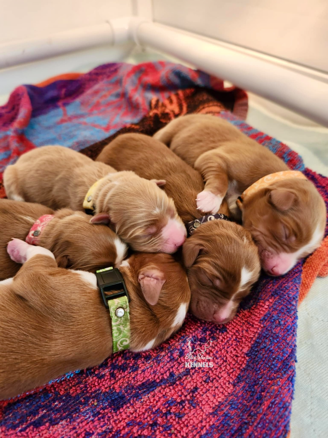 Available Puppies - Red Shadow Kennels